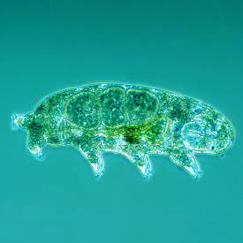 Windmill Theatre Company Moss Piglet Study Guide | Windmill Theatre Co